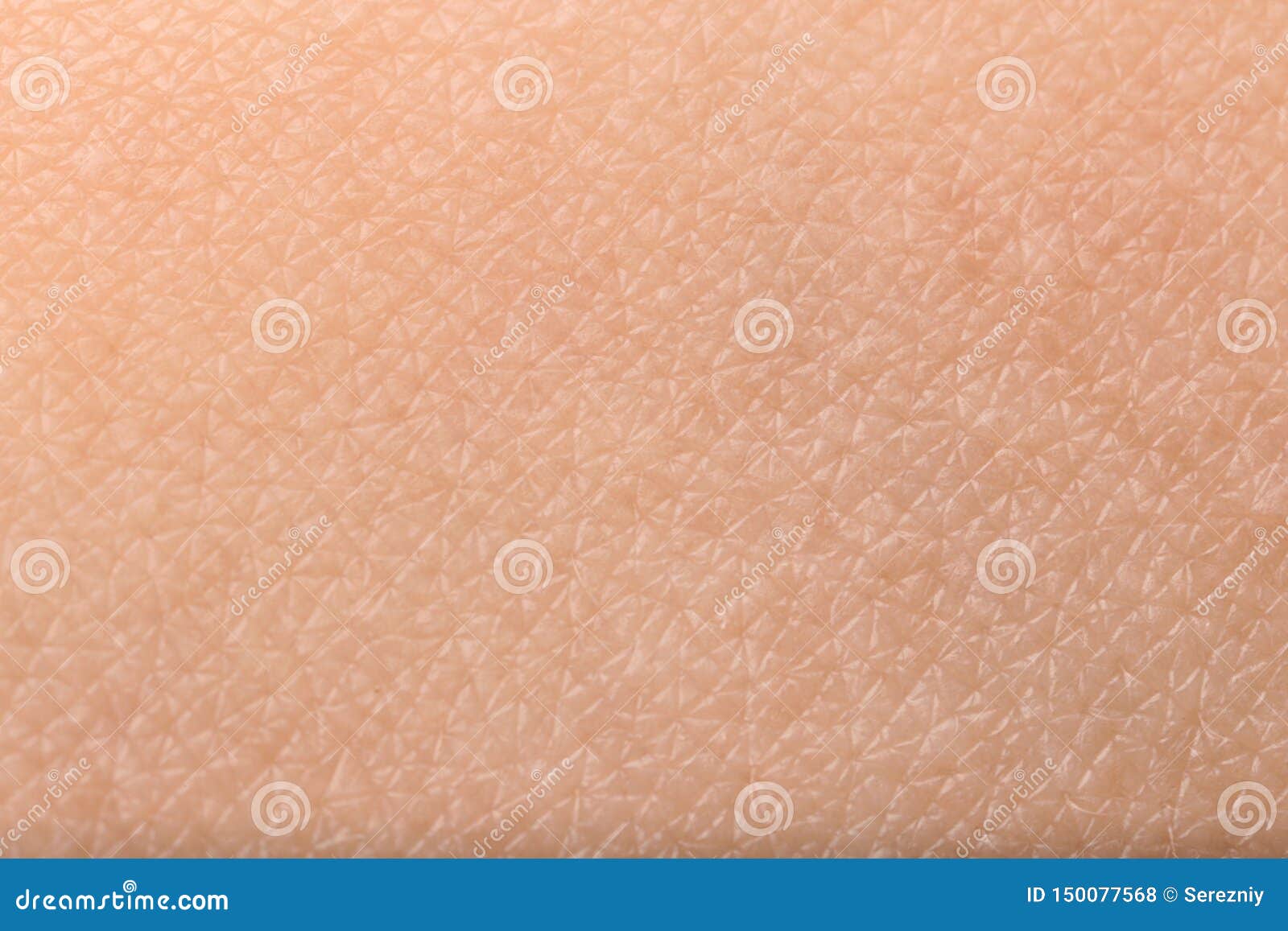 Texture of Human Skin, Closeup Stock Photo - Image of skin, caucasian ...
