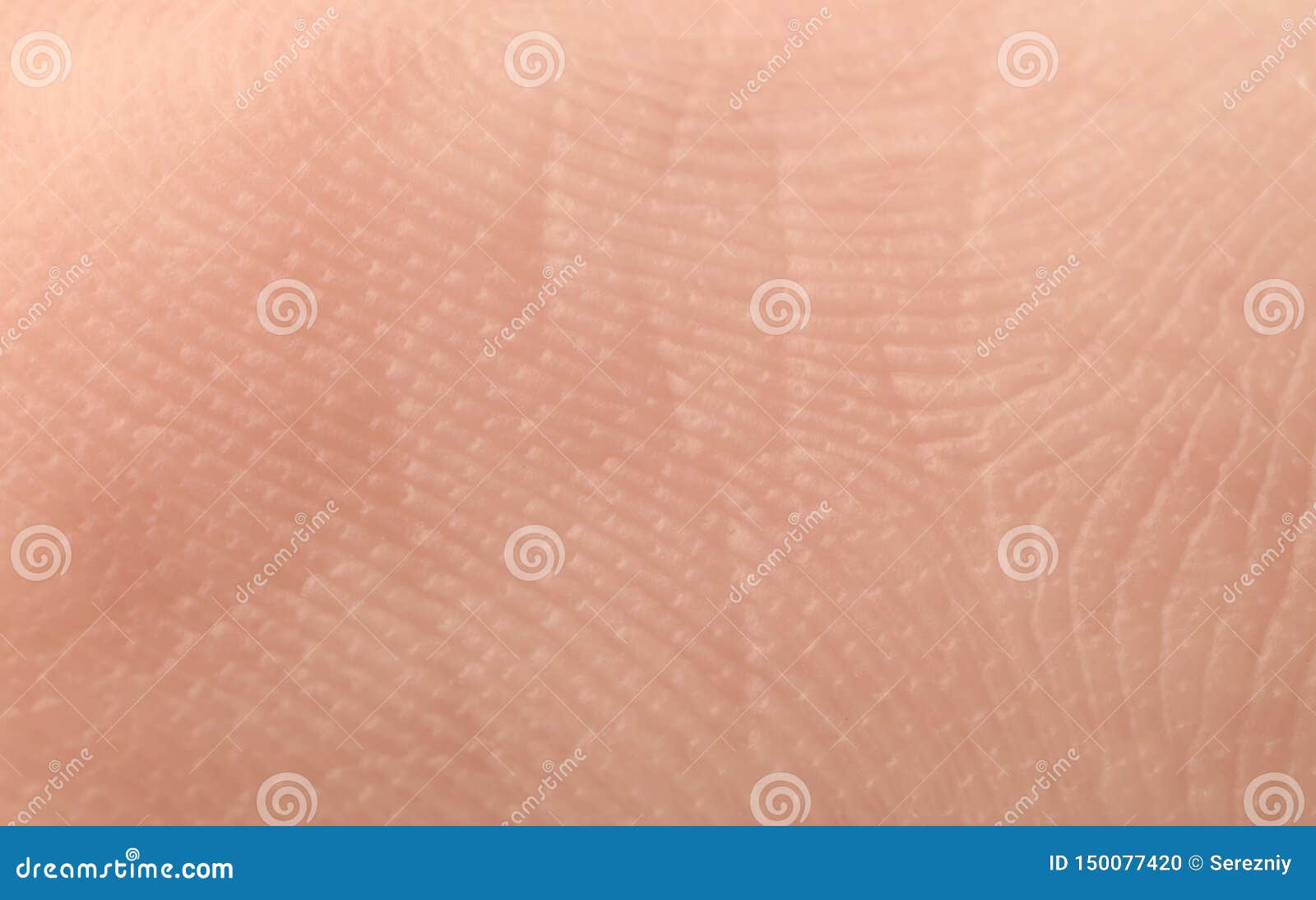 Texture of Human Skin, Closeup Stock Photo - Image of integument, clean ...