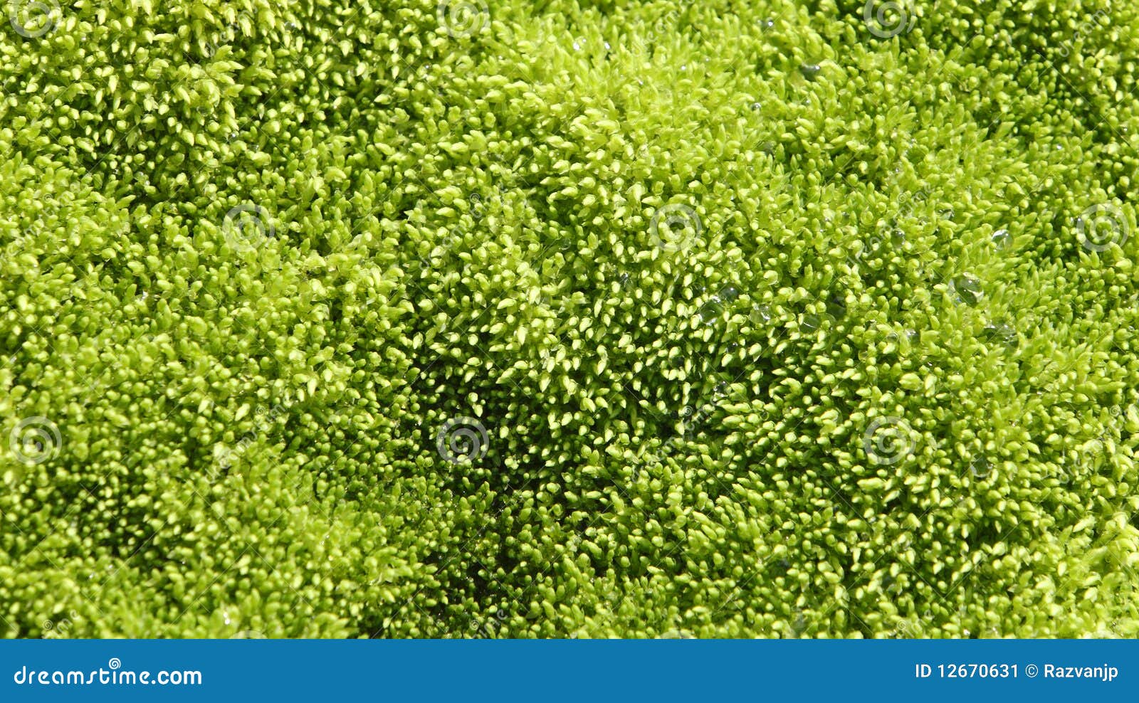 Texture humide de mousse image stock. Image du rosée - 12670631