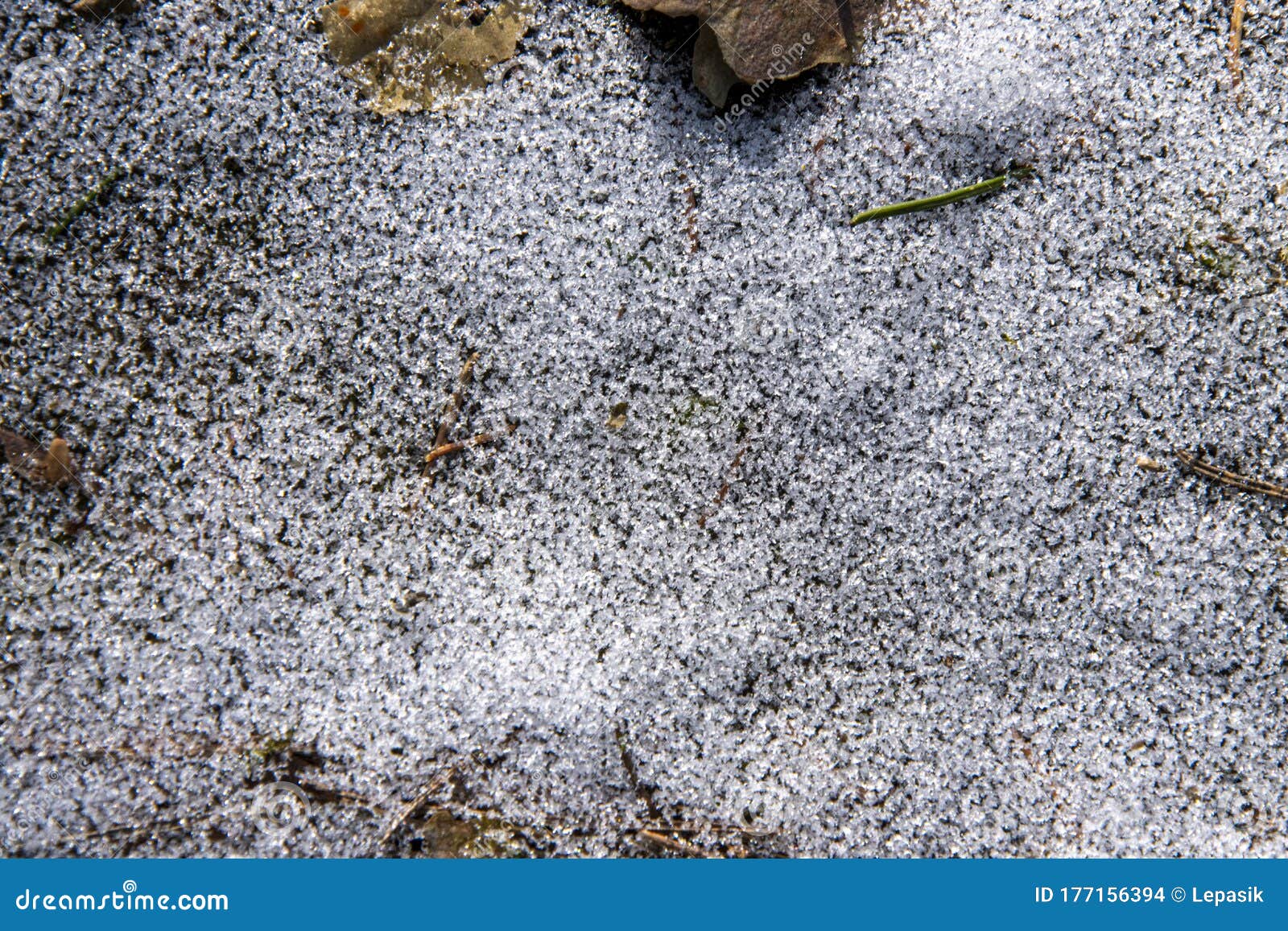 The Texture of Icy Snow in the Forest on the Road, Small Branches and ...