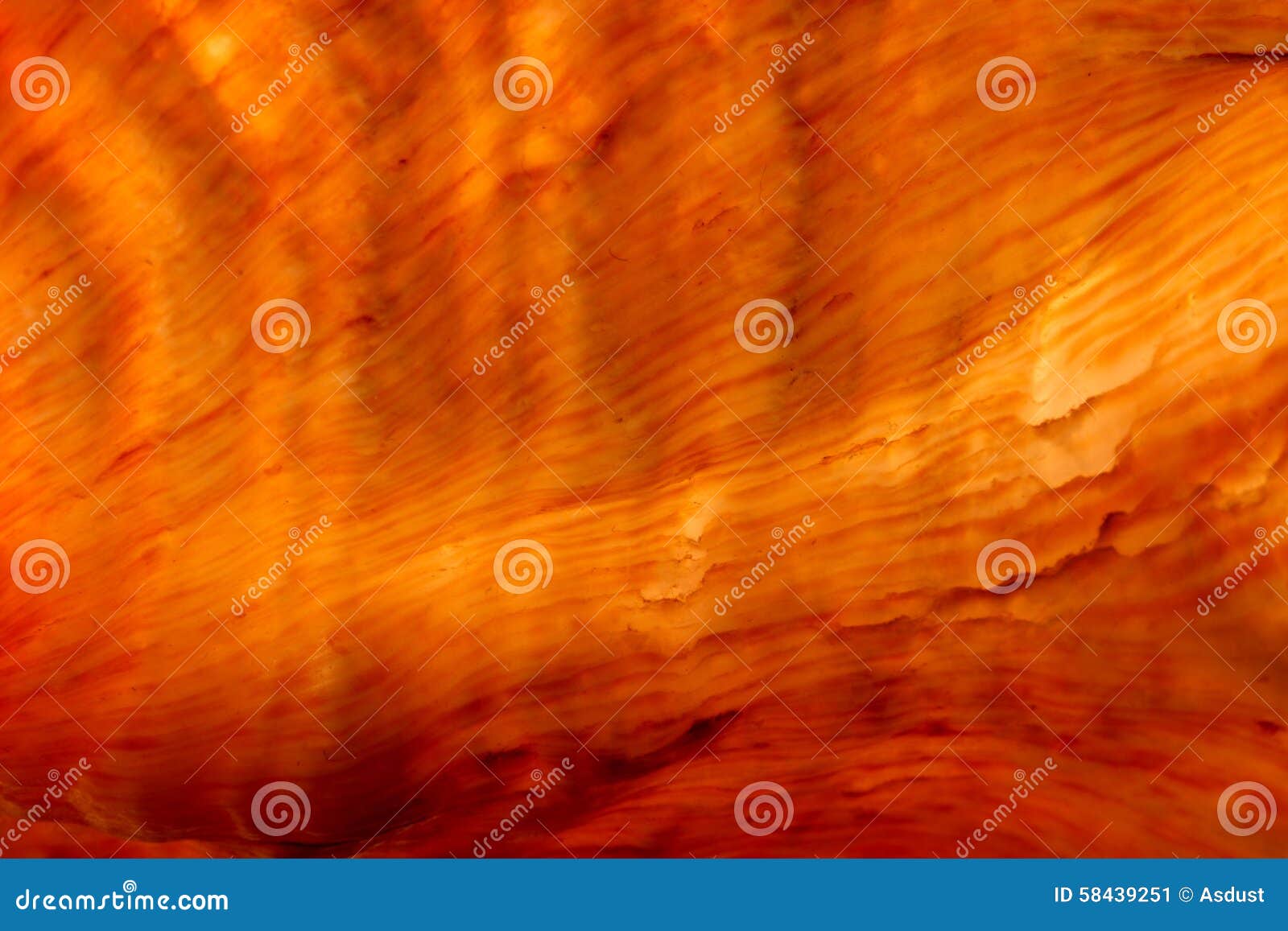 Texture of the Illuminated Conch/ Stock Image - Image of nature, macro ...