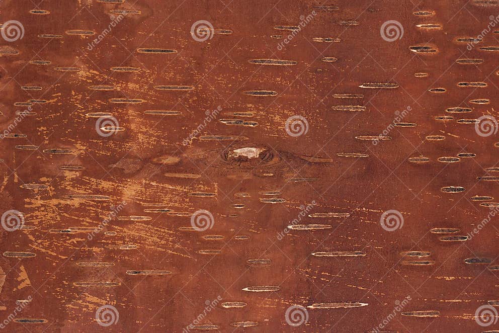 Inner side of birch bark stock image. Image of grunge - 29706853
