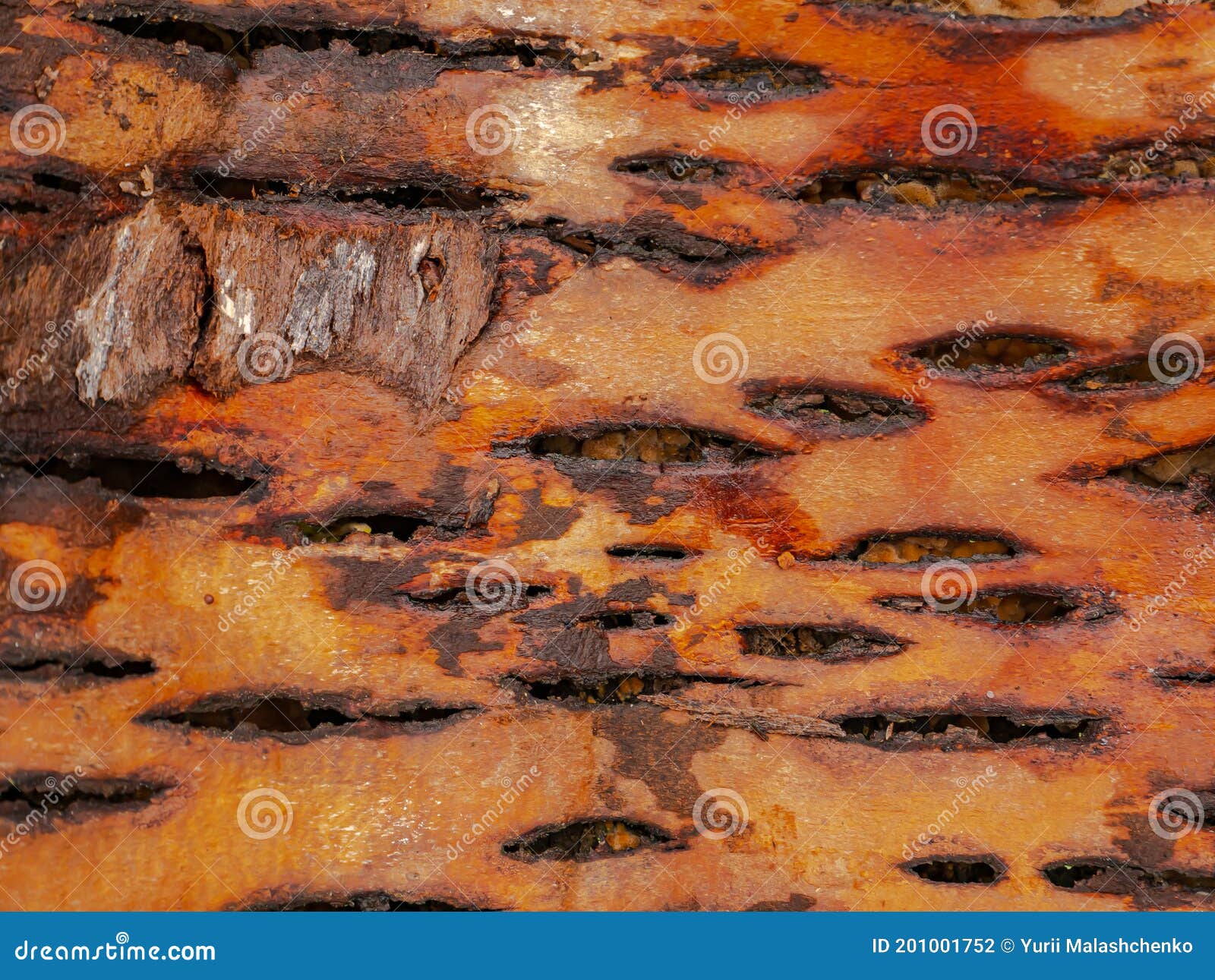 The Texture of the Inner Side of the Tree Bark Stock Photo - Image of ...