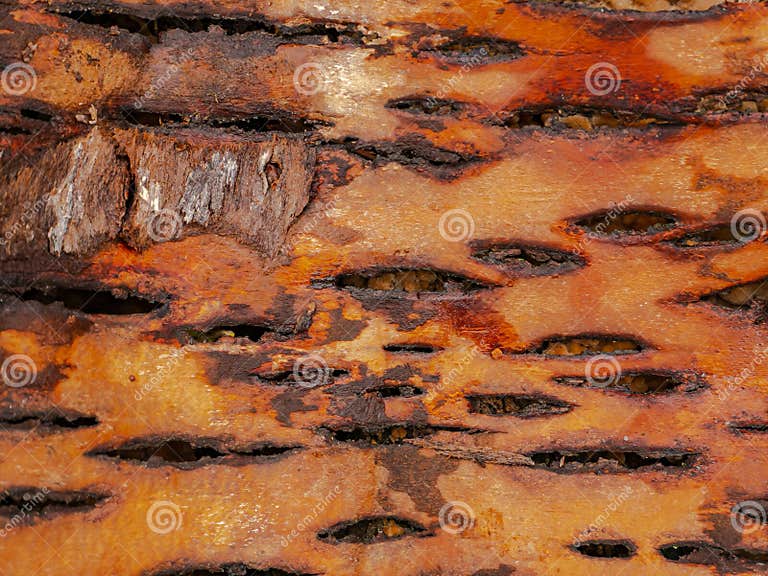 The Texture of the Inner Side of the Tree Bark Stock Photo - Image of ...
