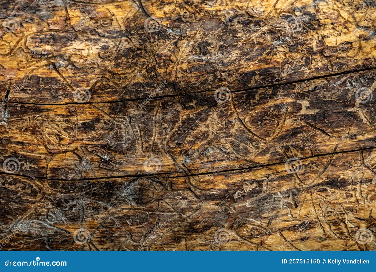Texture of Insect Trails in Fallen Log Stock Photo - Image of damage ...