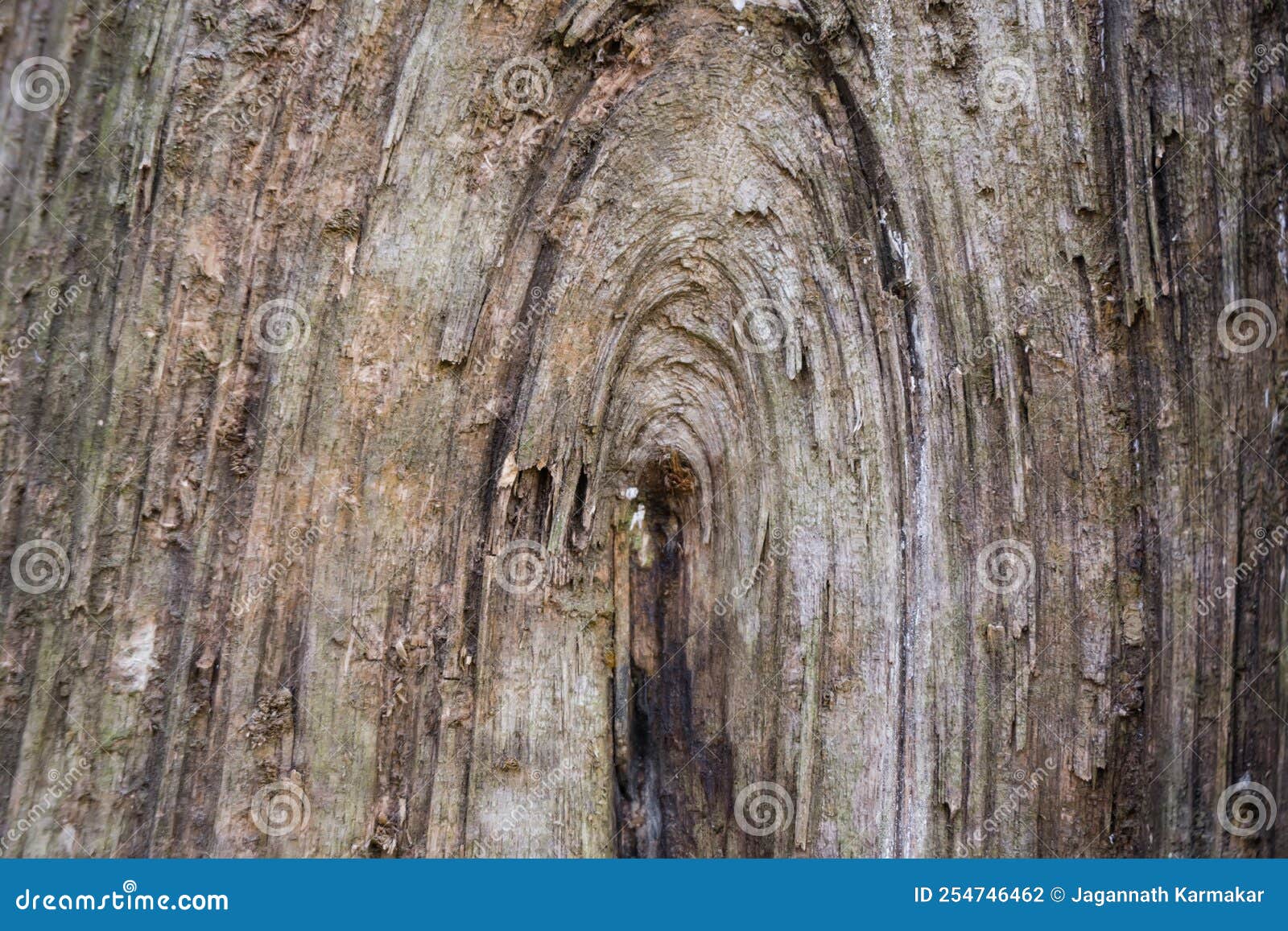 Texture inside the wood stock photo. Image of branch - 254746462