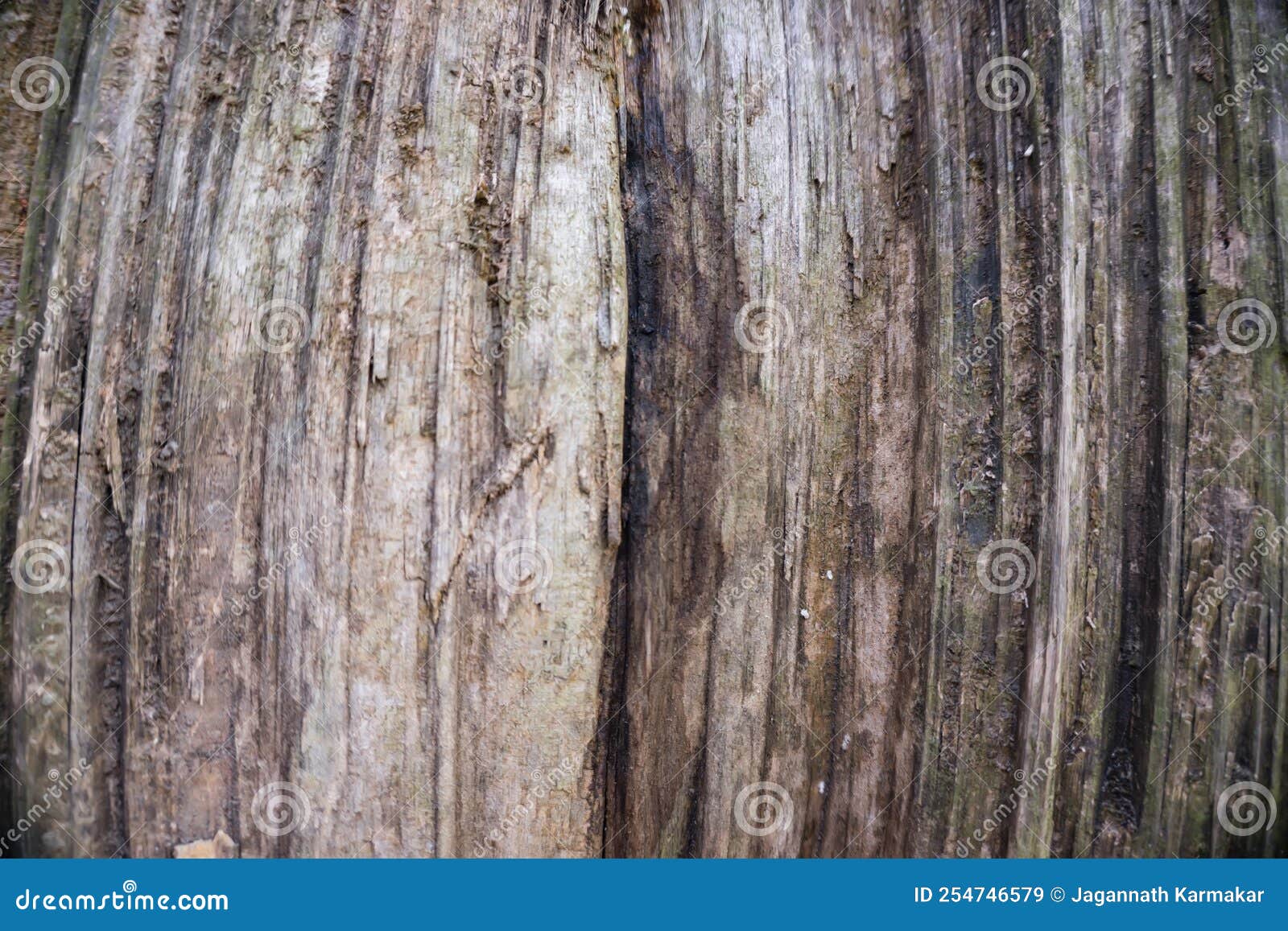 Texture inside the wood stock image. Image of soil, nature - 254746579