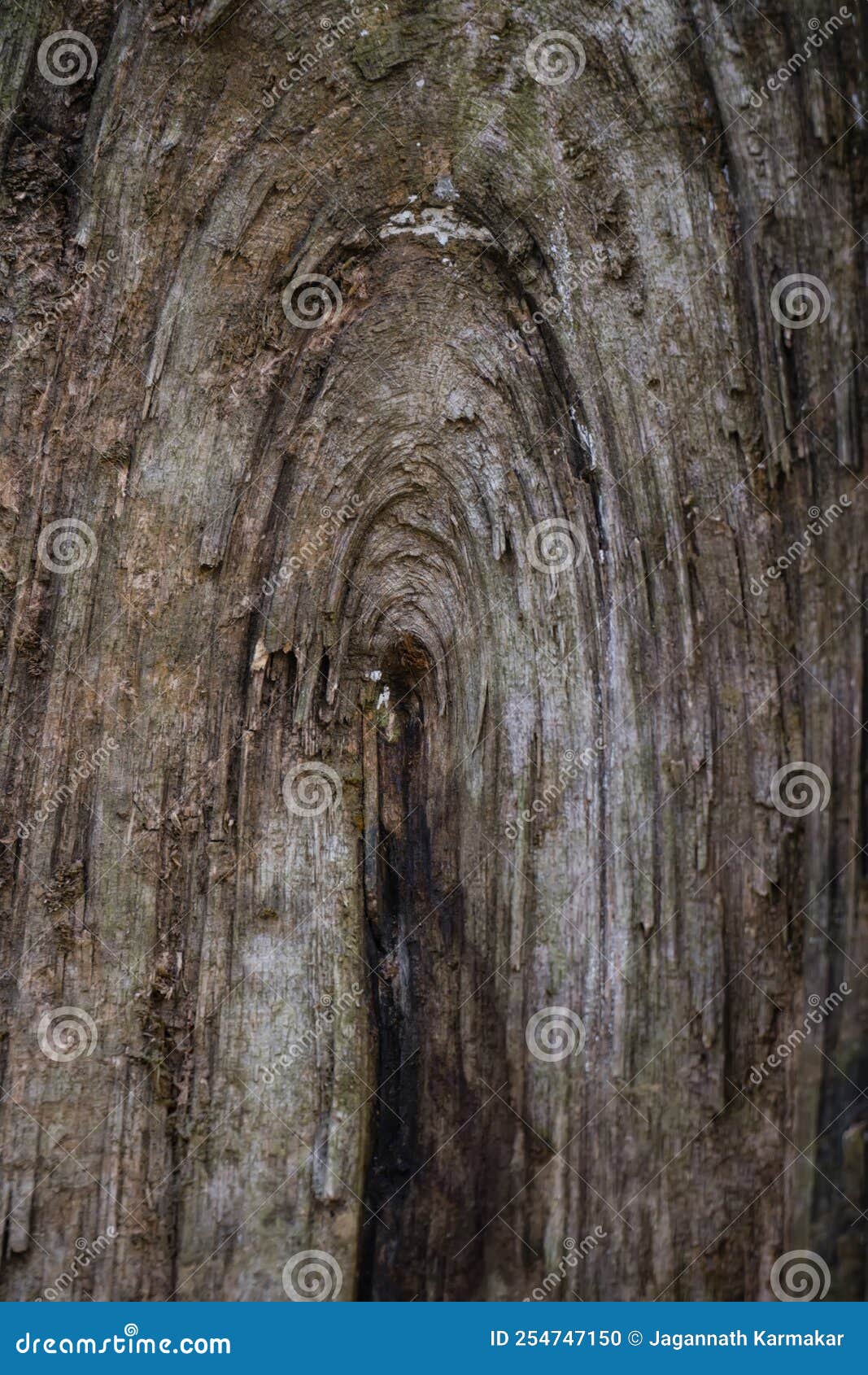Texture inside the wood stock photo. Image of wood, rock - 254747150