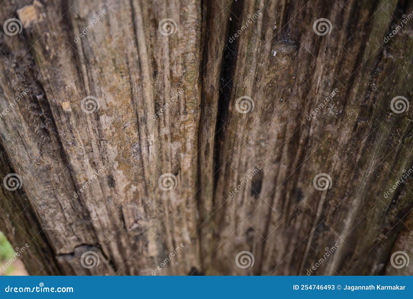 Texture inside the wood stock image. Image of flower - 254746493