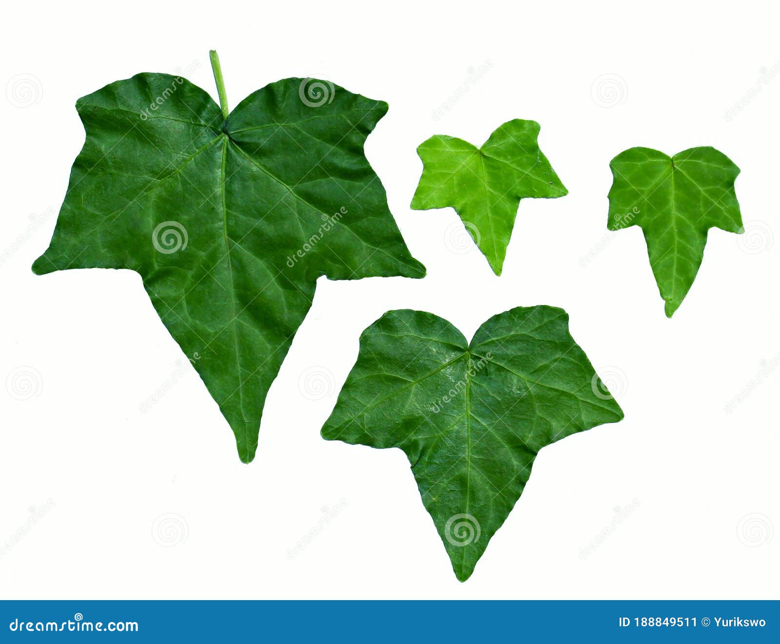 Texture ivy leaves stock image. Image of climber, greenery - 188849511