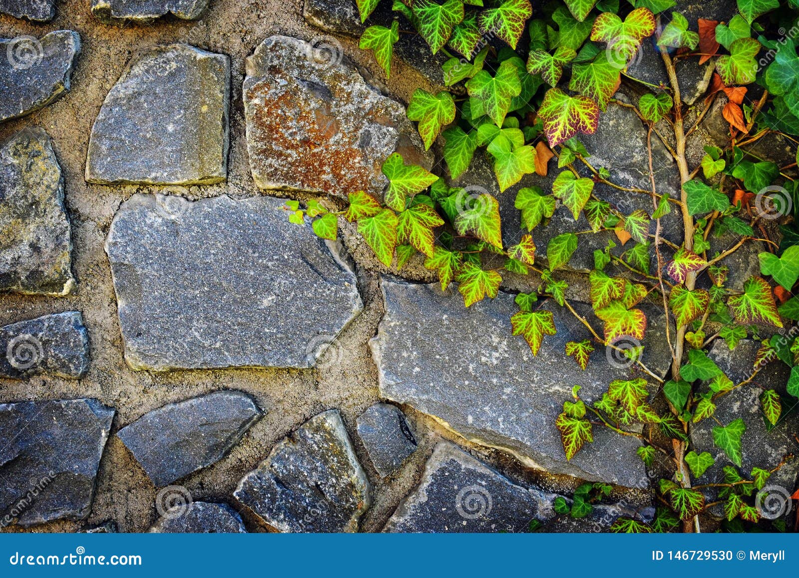 Texture Ivy leaves on wall stock photo. Image of stone - 146729530