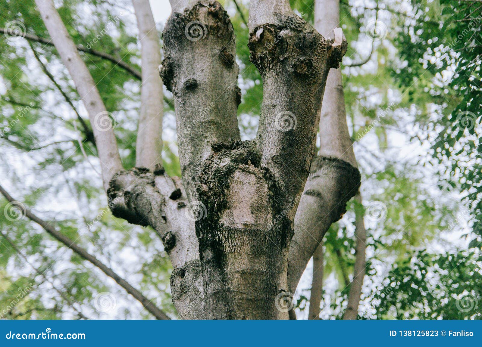 Closeup of Jacaranda Tree Trunk Stock Image - Image of bound, texture ...