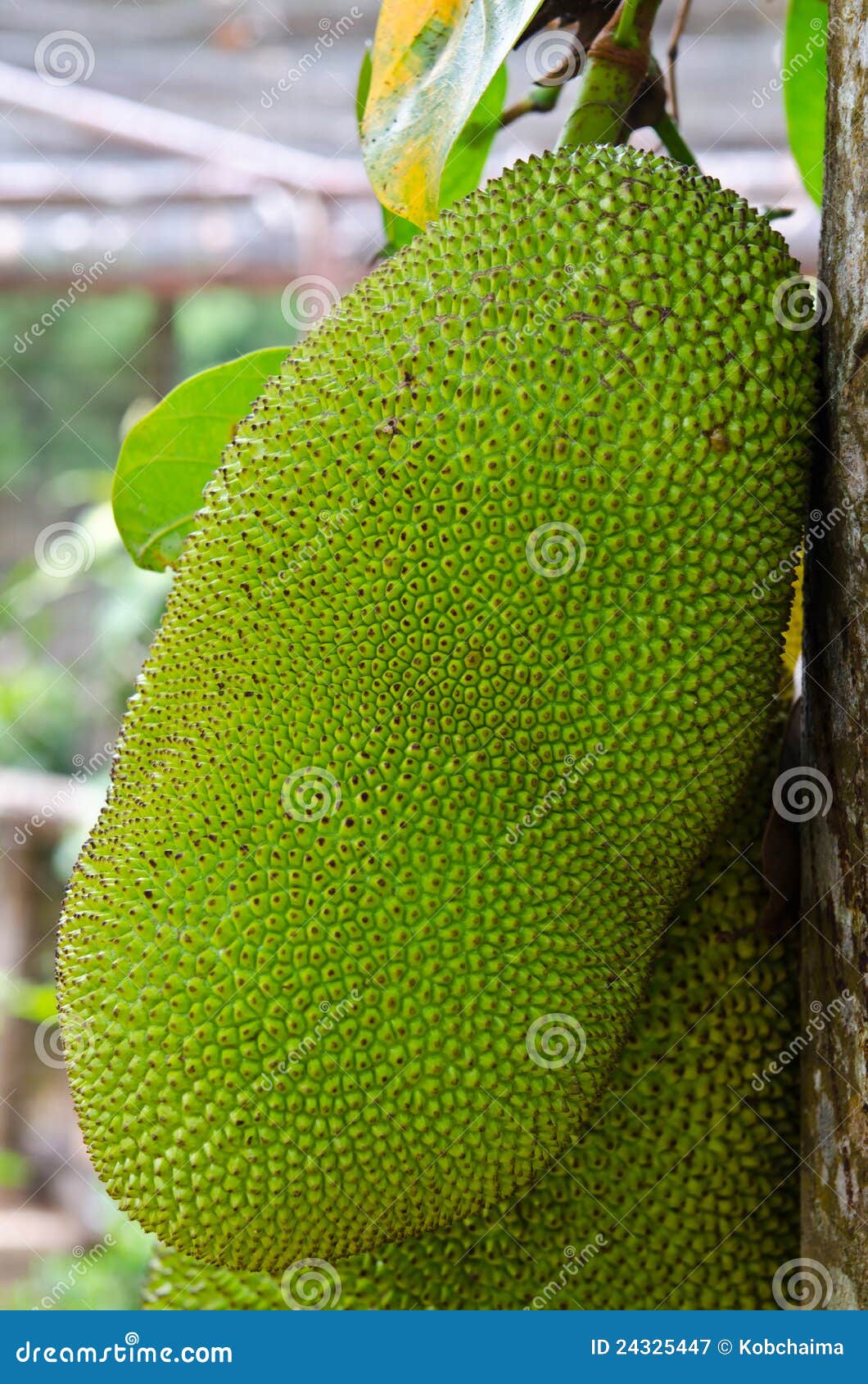 Texture of jackfruit stock image. Image of detail, fresh - 24325447