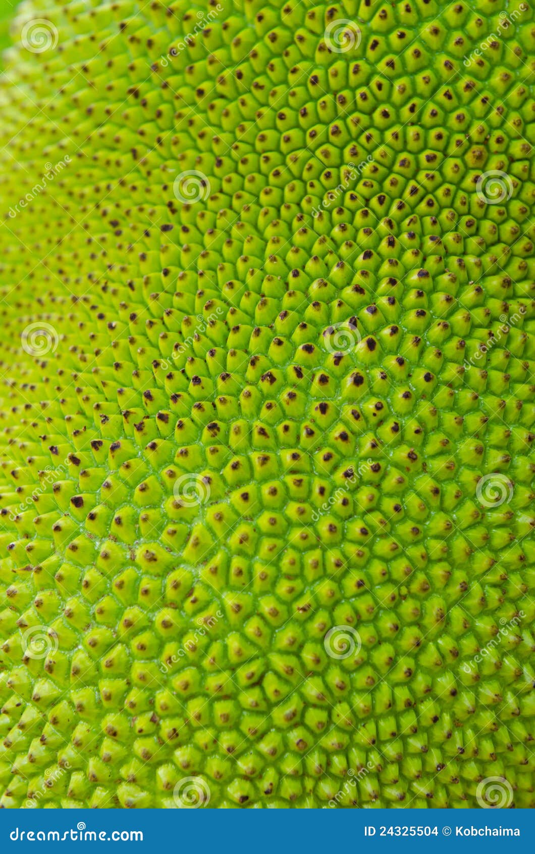 Texture of jackfruit stock photo. Image of delicious - 24325504