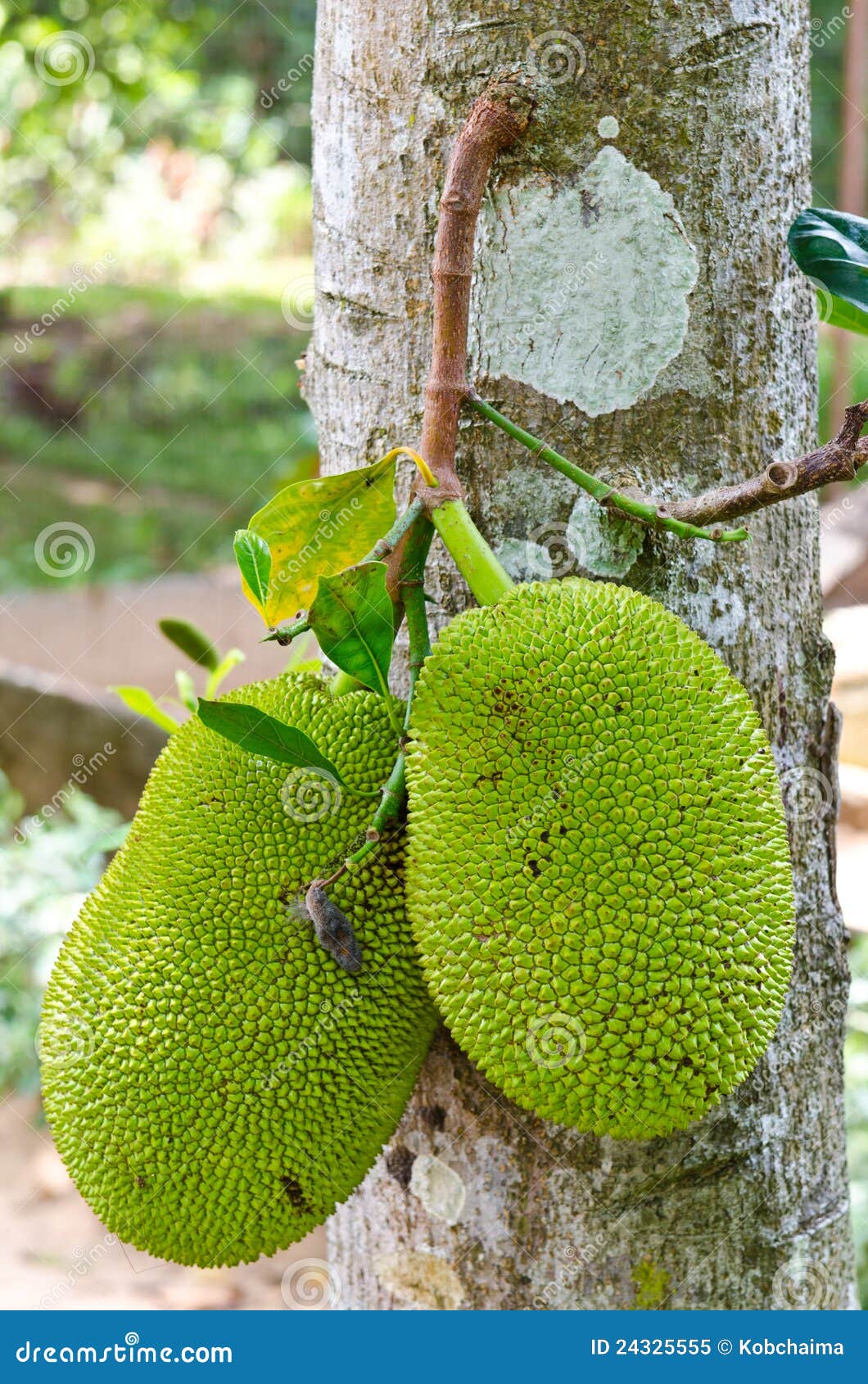 Texture of jackfruit stock image. Image of thai, botany - 24325555