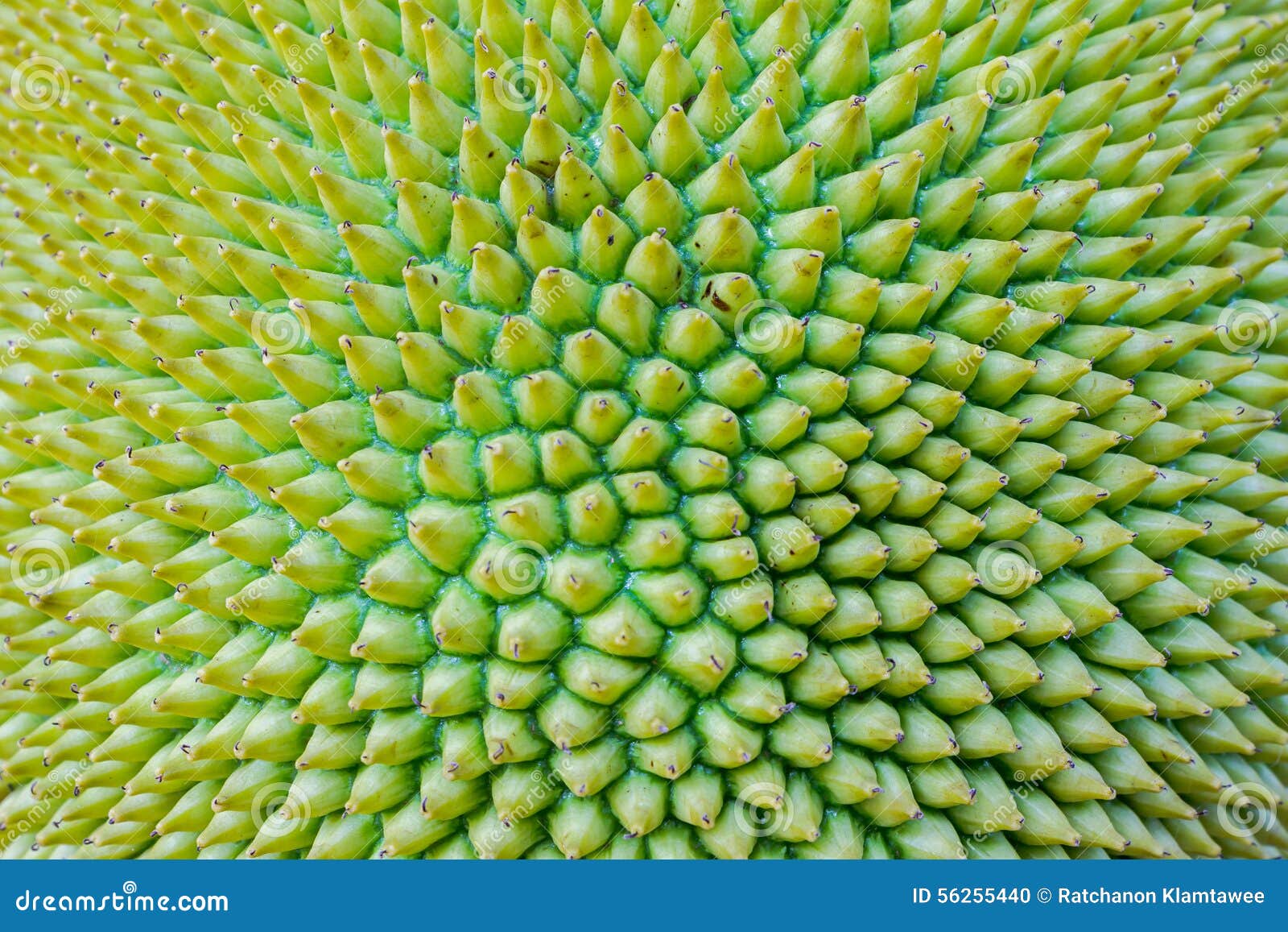 Texture Of Jackfruit On Tree Royalty-Free Stock Photography ...