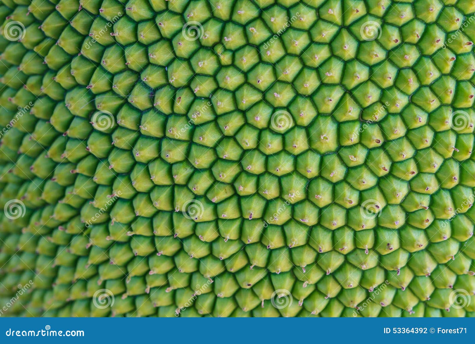 Texture Of Jackfruit On Tree Royalty-Free Stock Photography ...