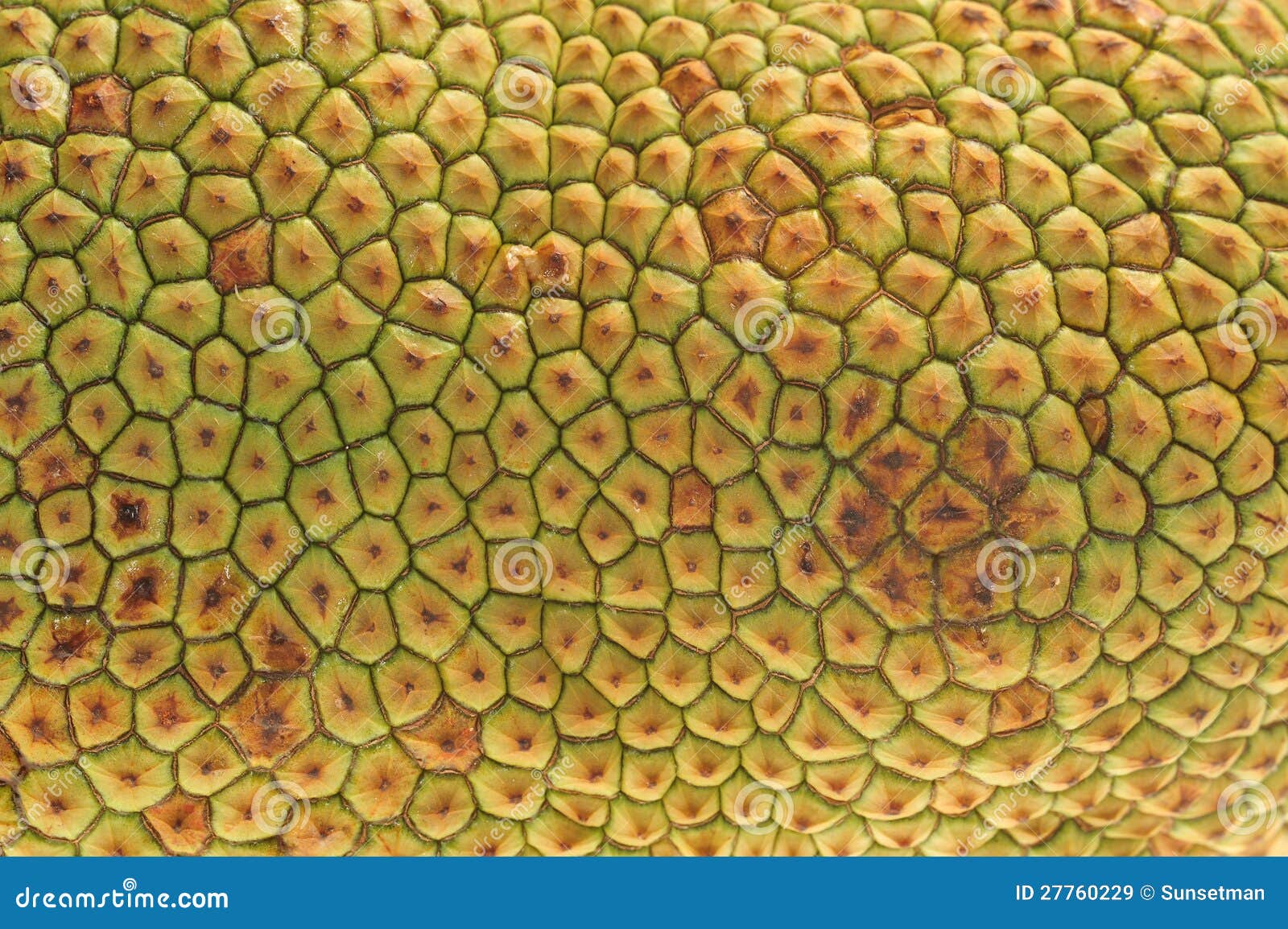 Texture of Jackfruit Skin stock image. Image of yellow - 27760229