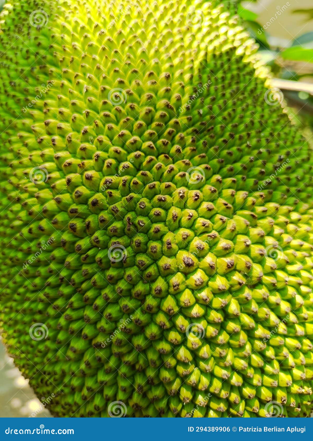 The Texture of Jackfruit Skin Under Good Lighting Stock Photo - Image ...