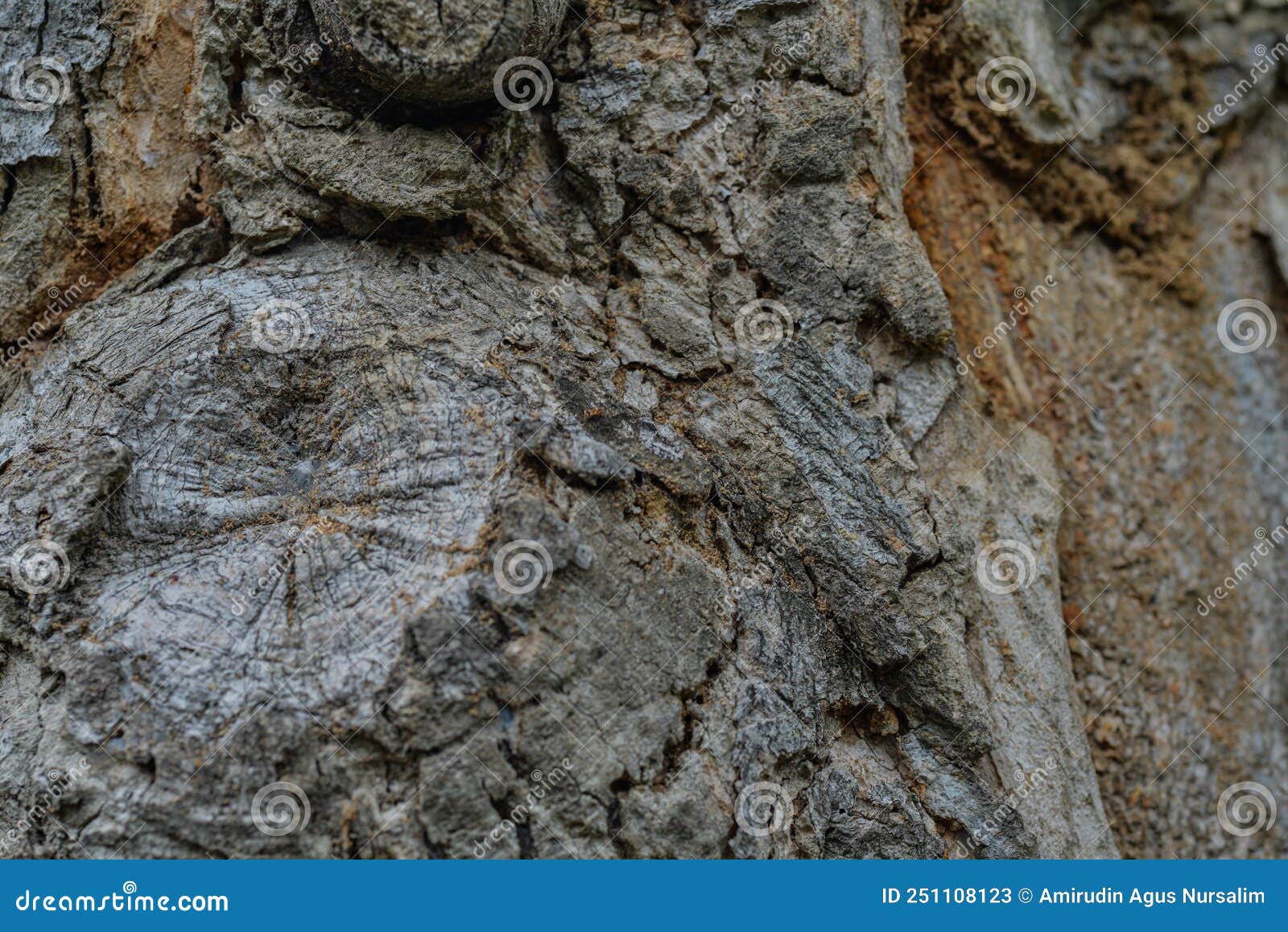 Unique Texture of Old Tree Bark Starting To Rot Stock Image - Image of ...