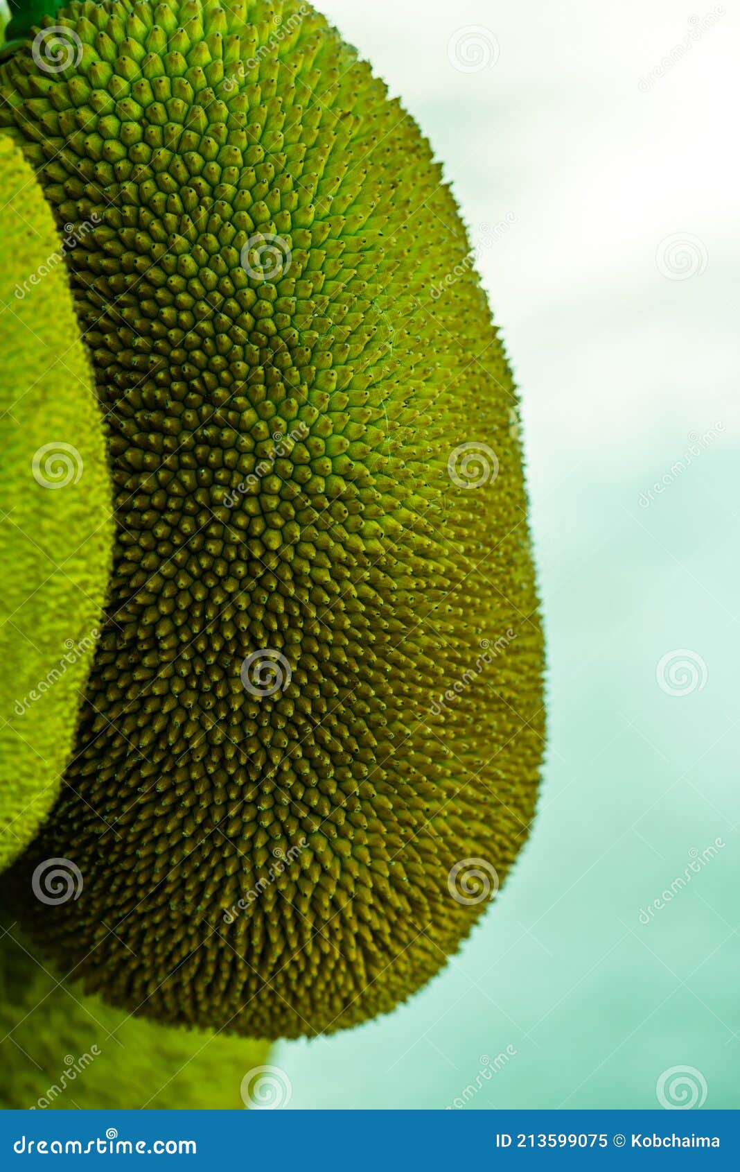 Texture Of Jackfruit On Tree Royalty-Free Stock Photography ...