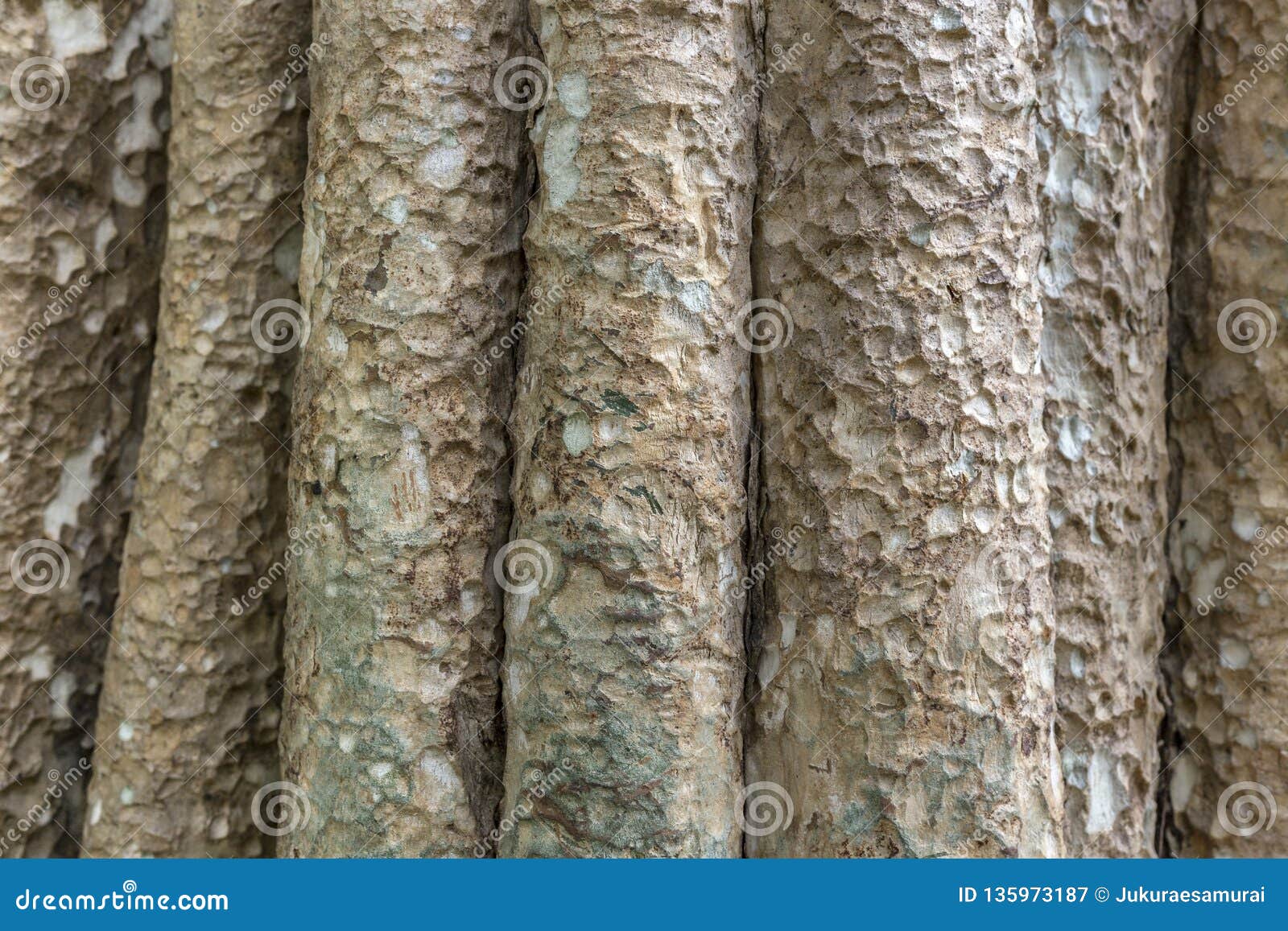 Texture Jagged Surface of the Bungor Tree Stock Image - Image of ...