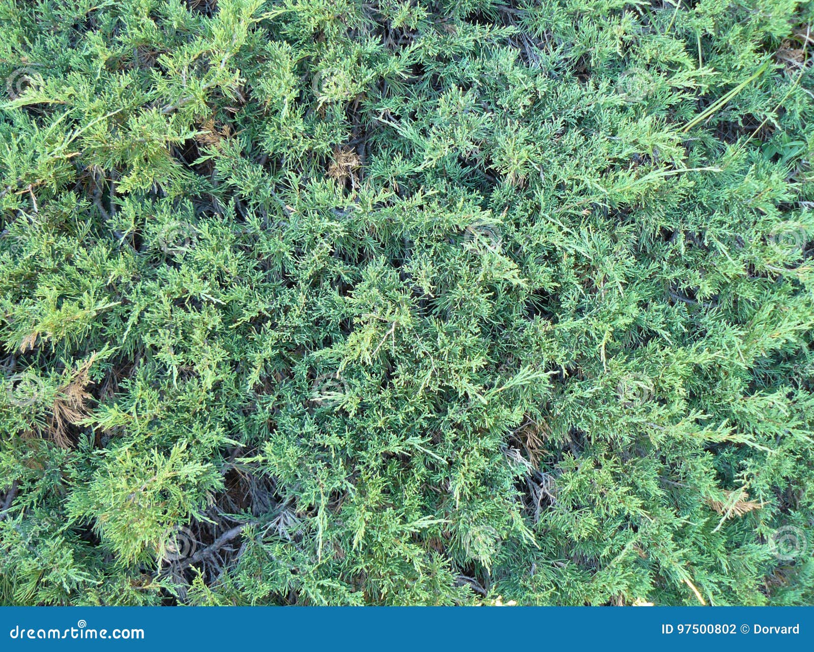 Texture of juniper stock photo. Image of aromatherapy - 97500802