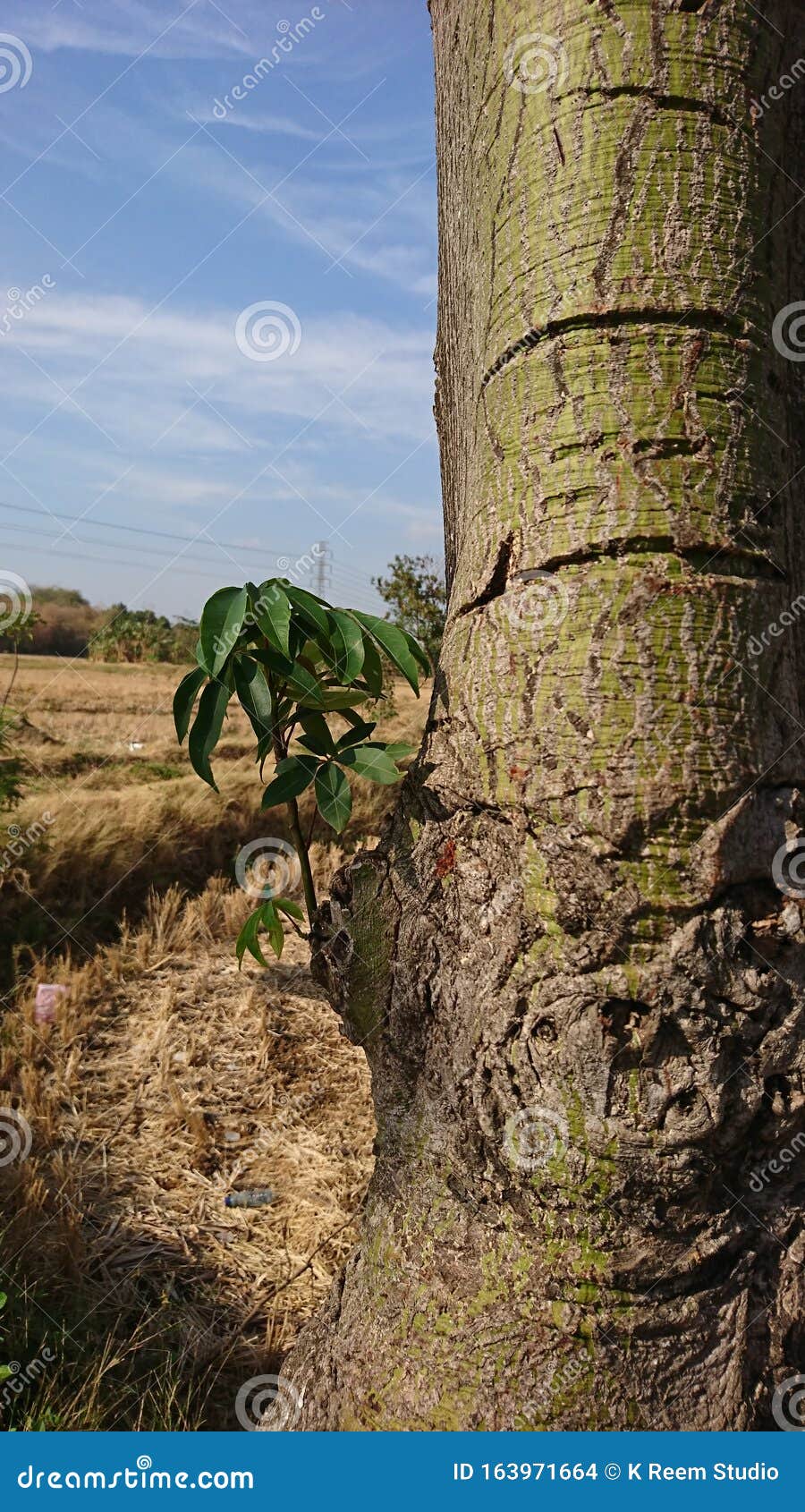 The Texture of the Kapok Trees are Cracked Stock Photo - Image of land ...