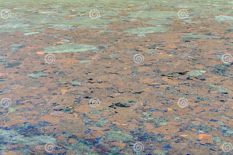 Texture the Lake Water is Contaminated with Bacteria Surface Stock ...