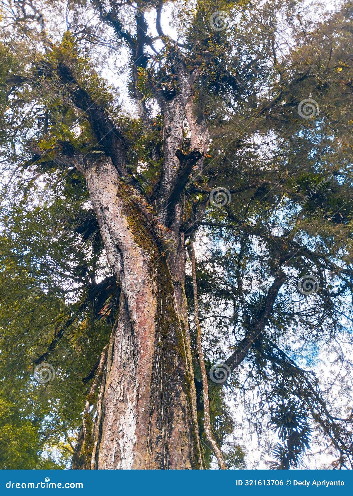 Texture of a Large, Branching Tree Twig Stock Photo - Image of twig ...