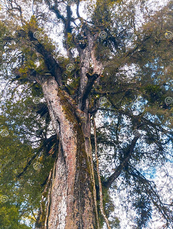 Texture of a Large, Branching Tree Twig Stock Photo - Image of twig ...