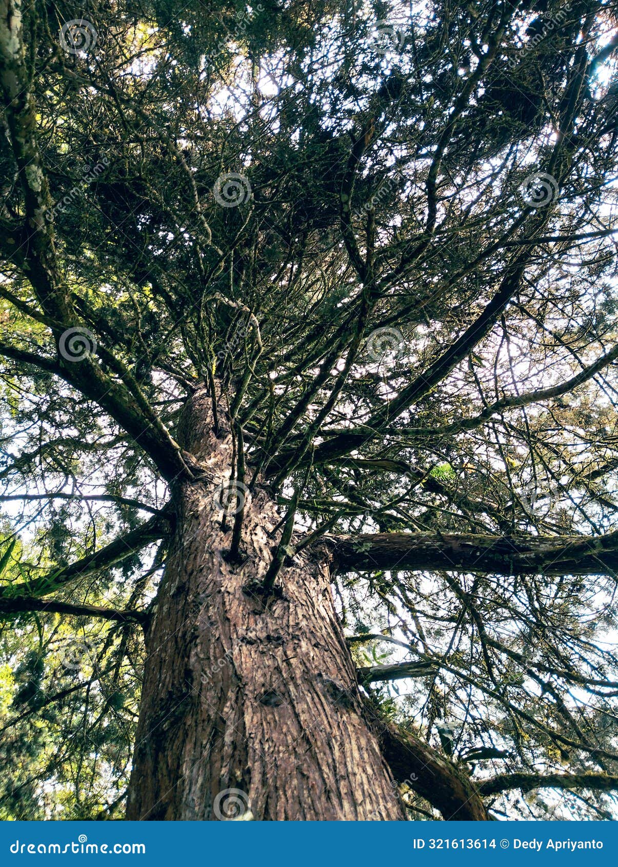 A Large Branching Tree On An Orange Color Background Royalty-Free Stock ...