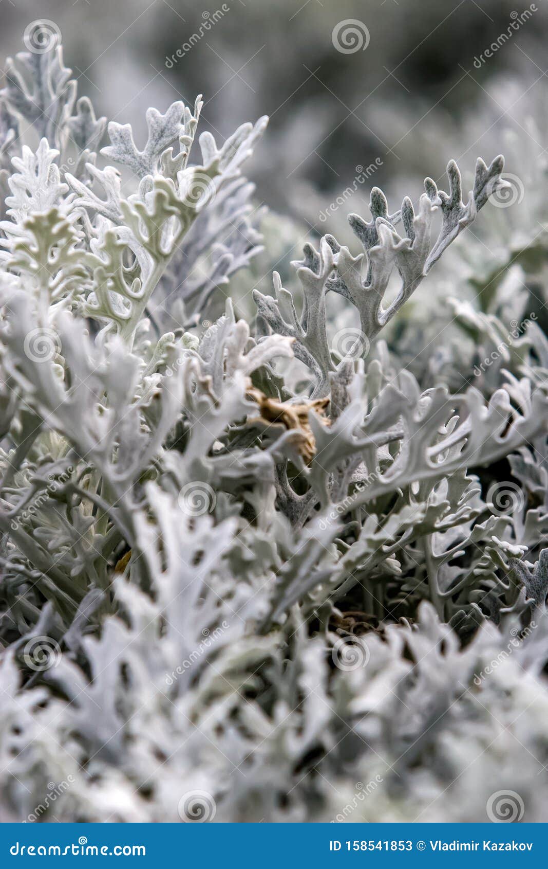 The Texture of Large Forest White Moss Like Elk Horns. Stock Image ...
