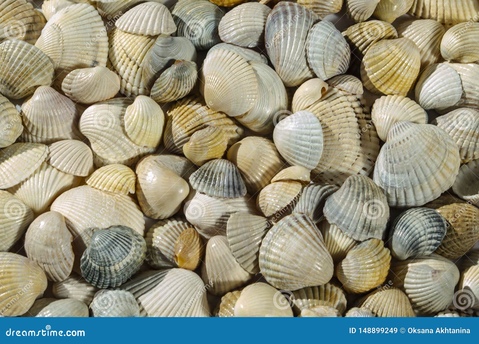 Seashells of Different Colors. Mollusk Shells. Seashell Background ...