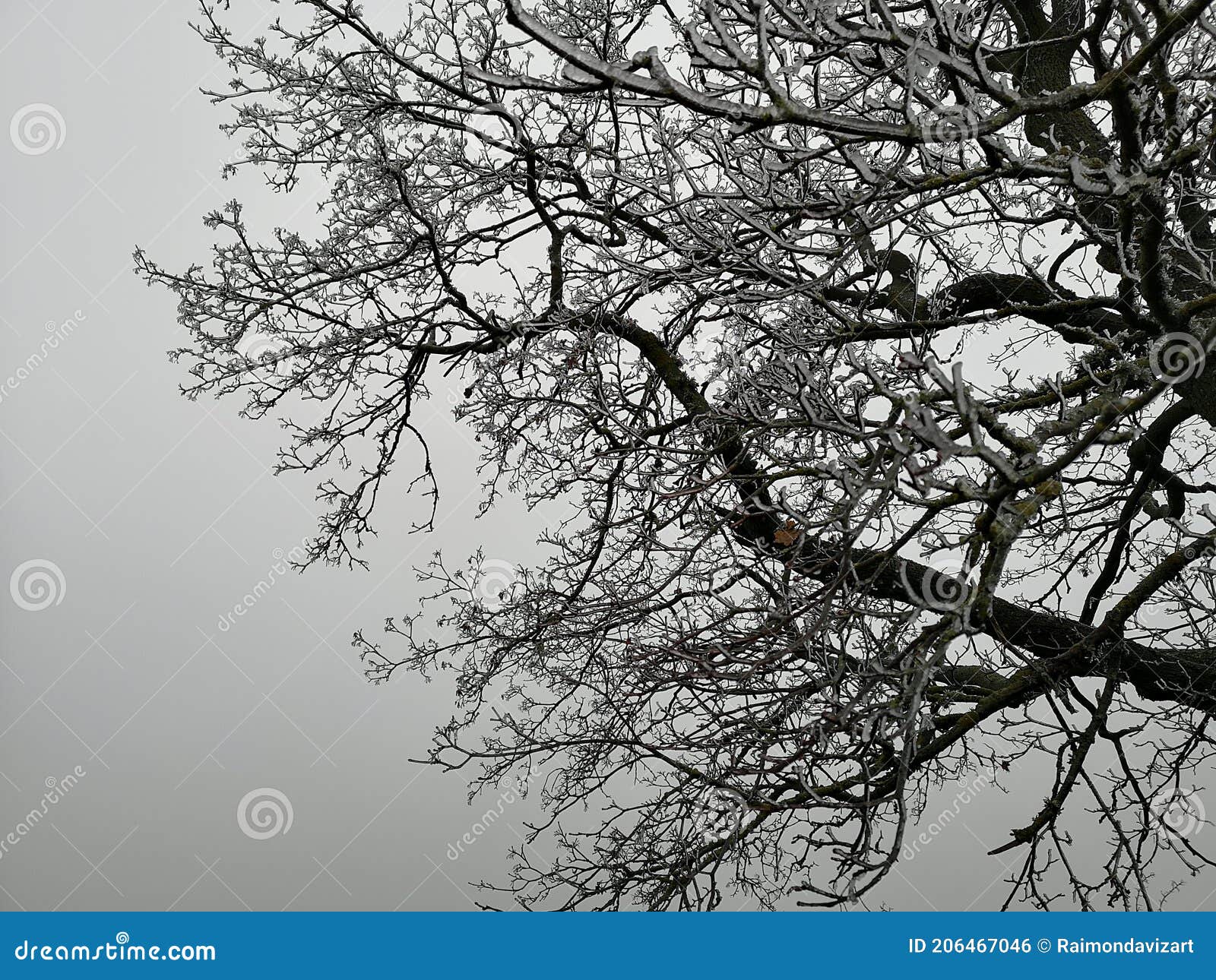 Texture of Large Oak Branches Stock Photo - Image of plan, tree: 206467046