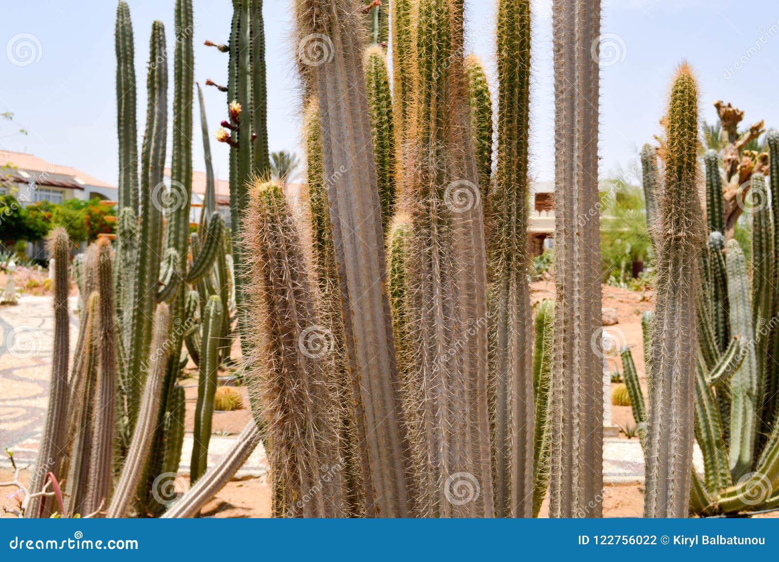 Texture of Large Tall Green Long Mexican Prickly Sharp Fresh Cacti with ...