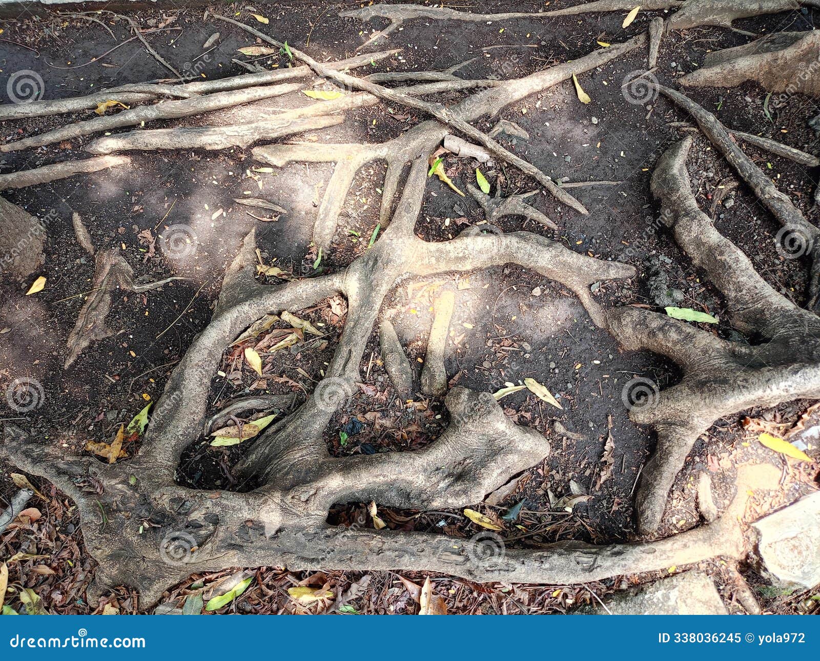 Texture of Large Tree Roots on the Ground Stock Image - Image of tree ...
