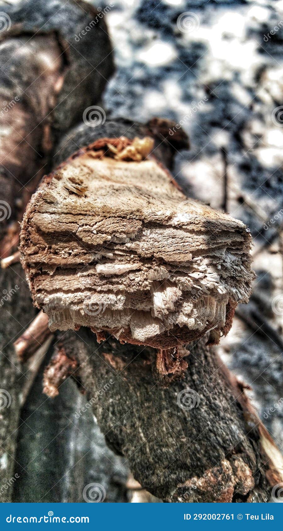 Texture of a Large Wooden Rod Stock Image - Image of closeup, outdoor ...