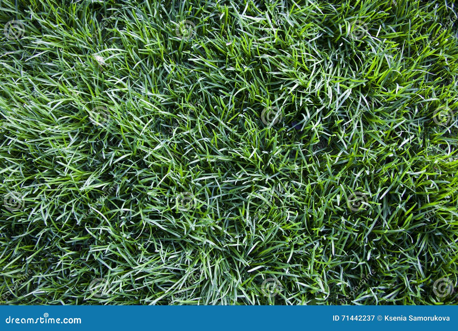 Texture of the Lawn Grass, Top View Stock Image - Image of environment ...