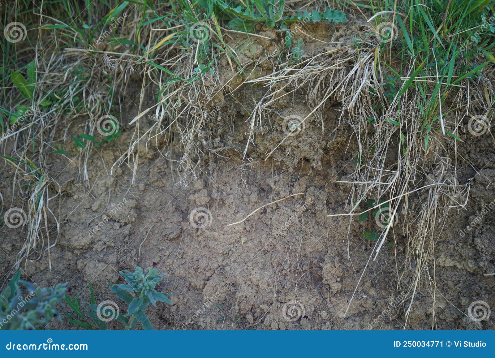 Texture Layers of the Earth, Close-up. Cross-section in the Soil Stock ...