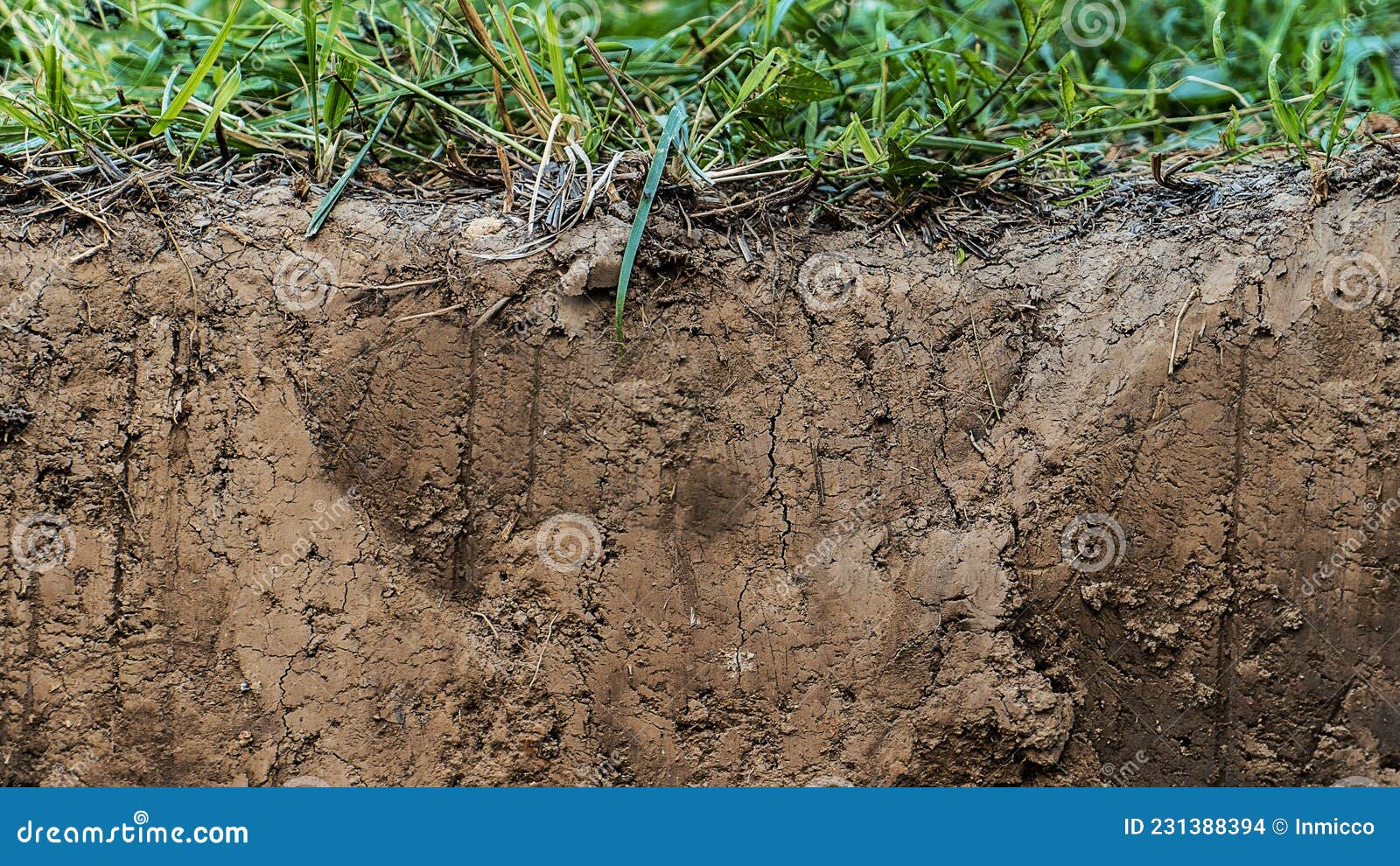 Texture Layers of Earth. Cross Section of Green Grass and Underground ...