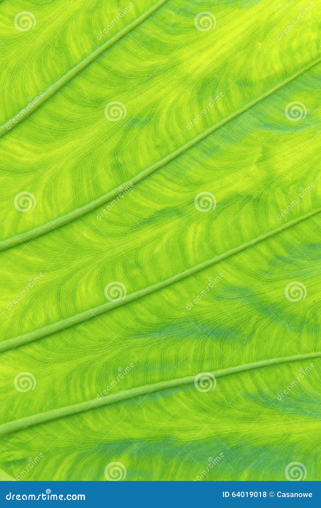 Texture of Leaf Abstract Nature for Background Stock Photo - Image of ...