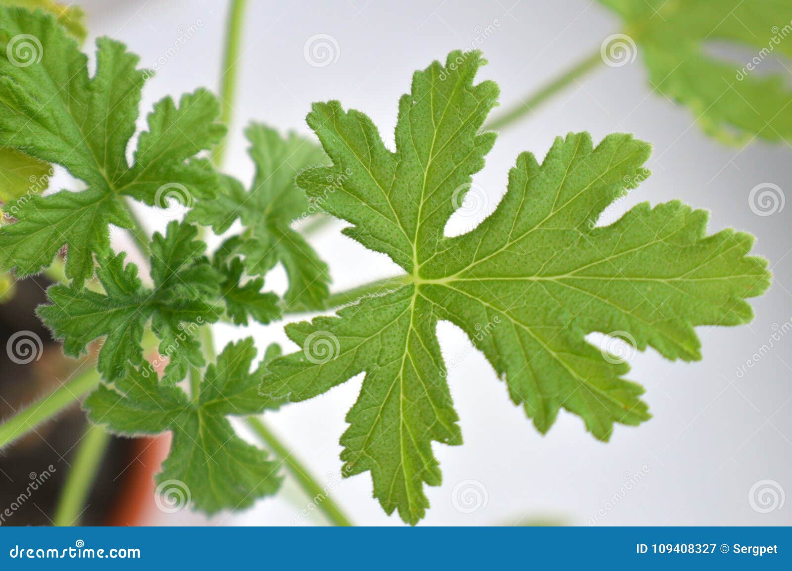 Texture leaf geranium stock image. Image of fresh, macro - 109408327