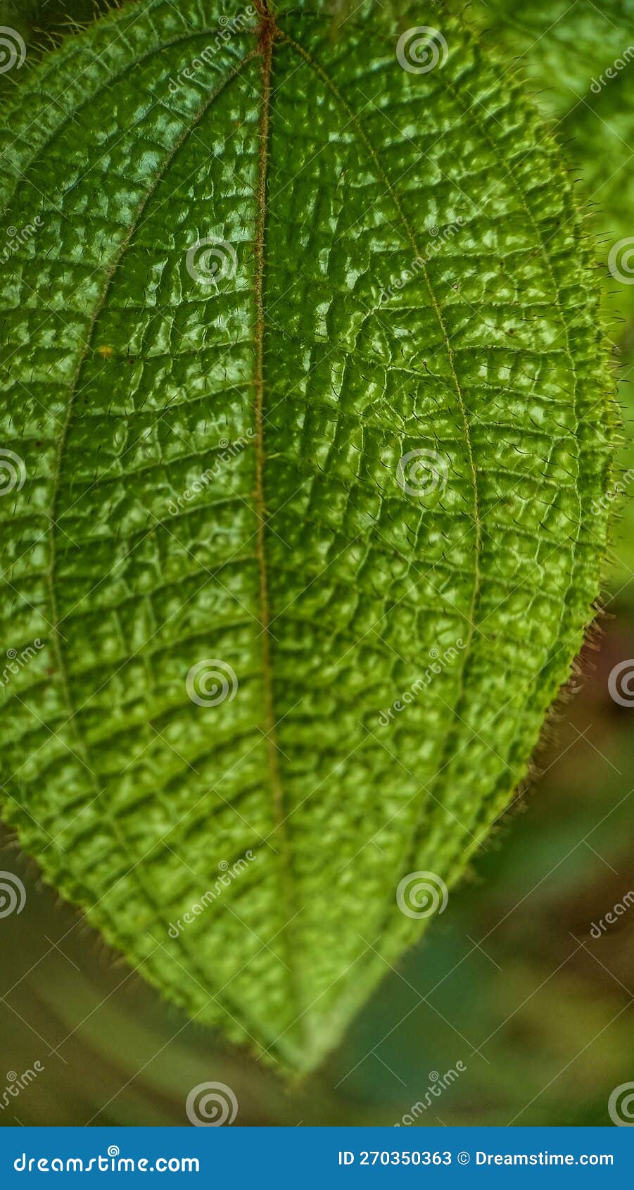 The Texture of the Leaf Looks so Amazing Stock Image - Image of soil ...