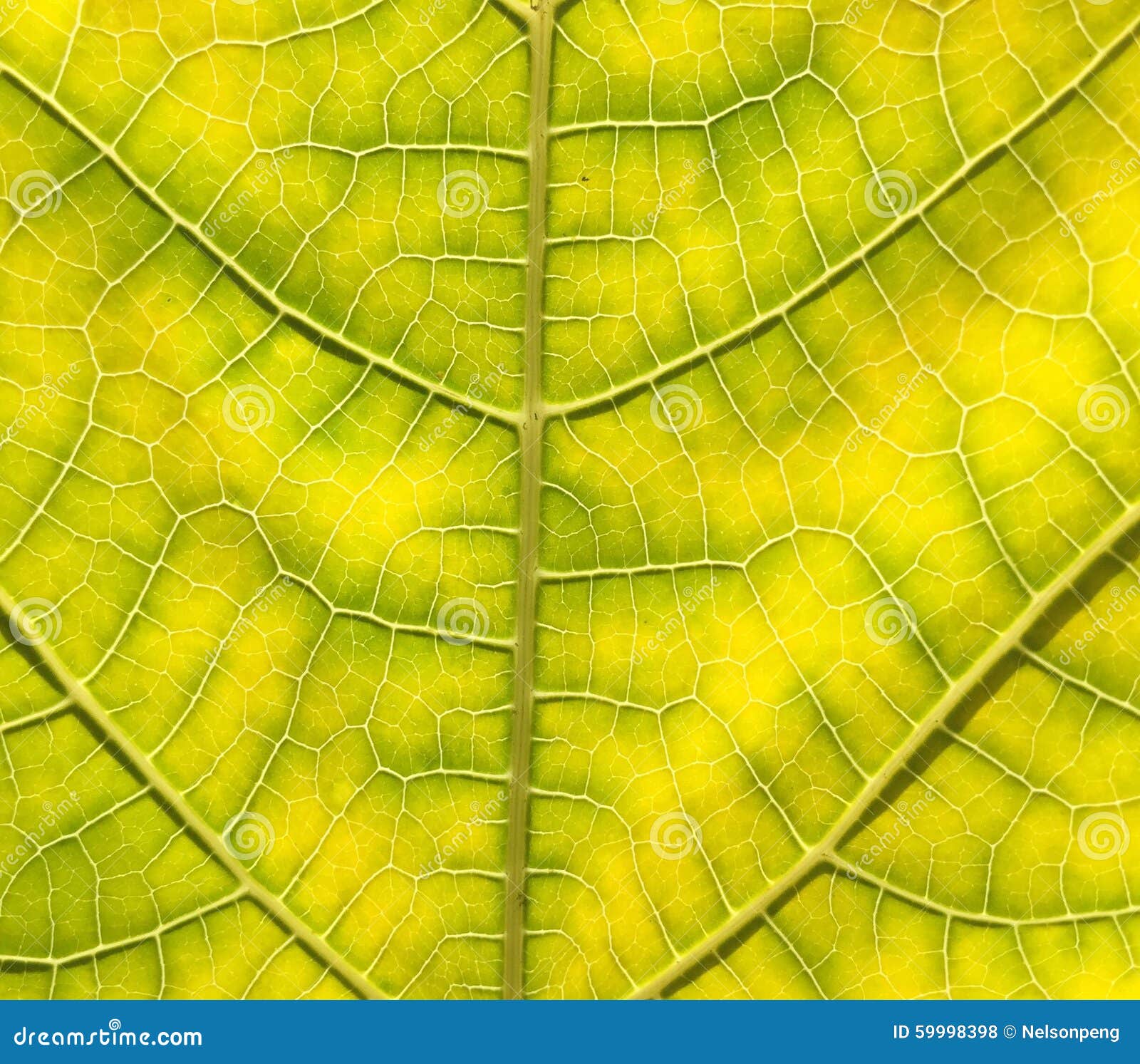 Texture of leaf stock photo. Image of veins, grains, tree - 59998398