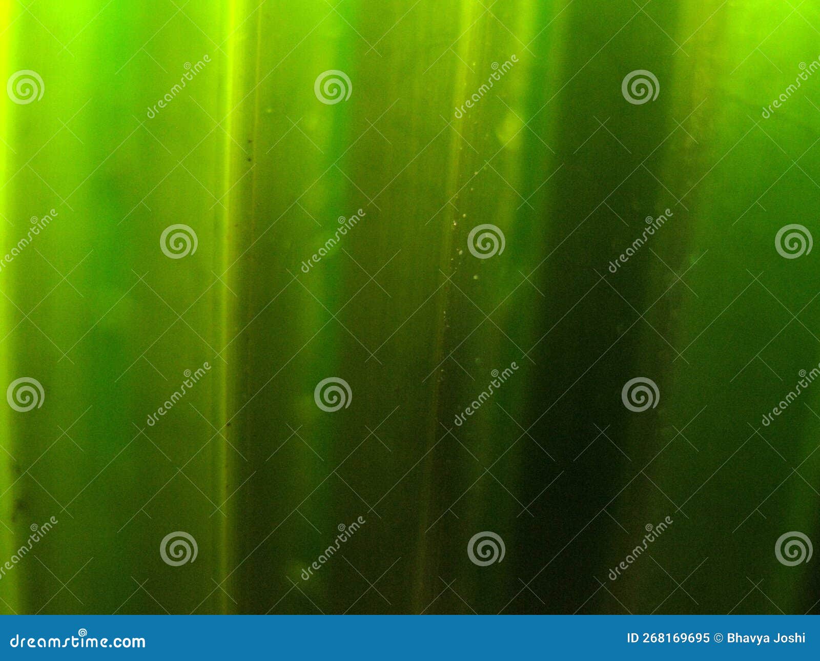 Texture on Leafs stock image. Image of backyard, frame - 268169695
