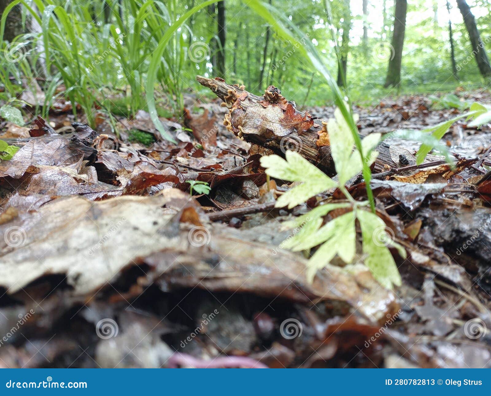 The Texture of the Leafy Cover of an Oak Grove. Stock Image - Image of ...