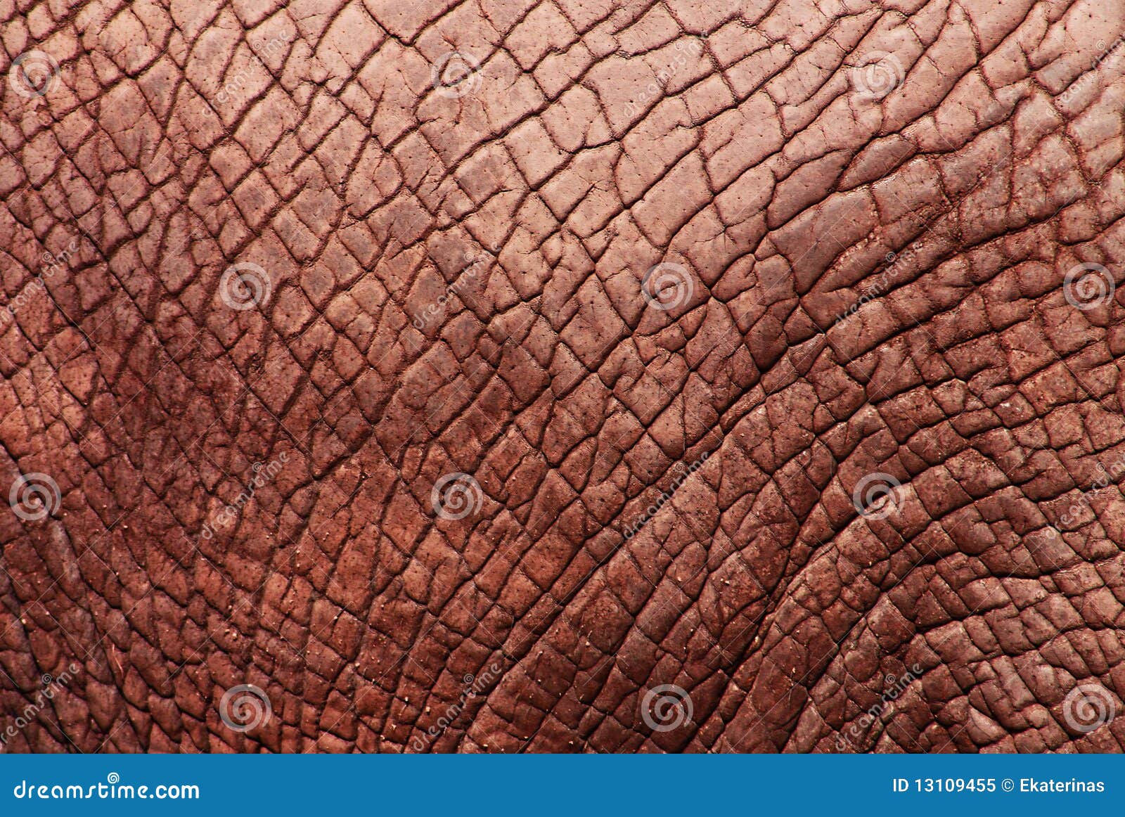 Texture of leather skin stock image. Image of quality - 13109455