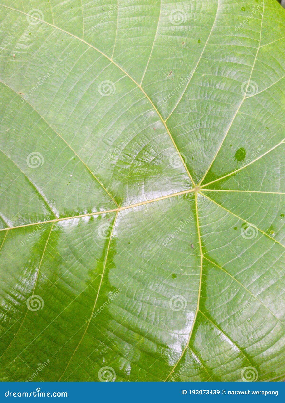 The texture of leave stock image. Image of maple, plant - 193073439
