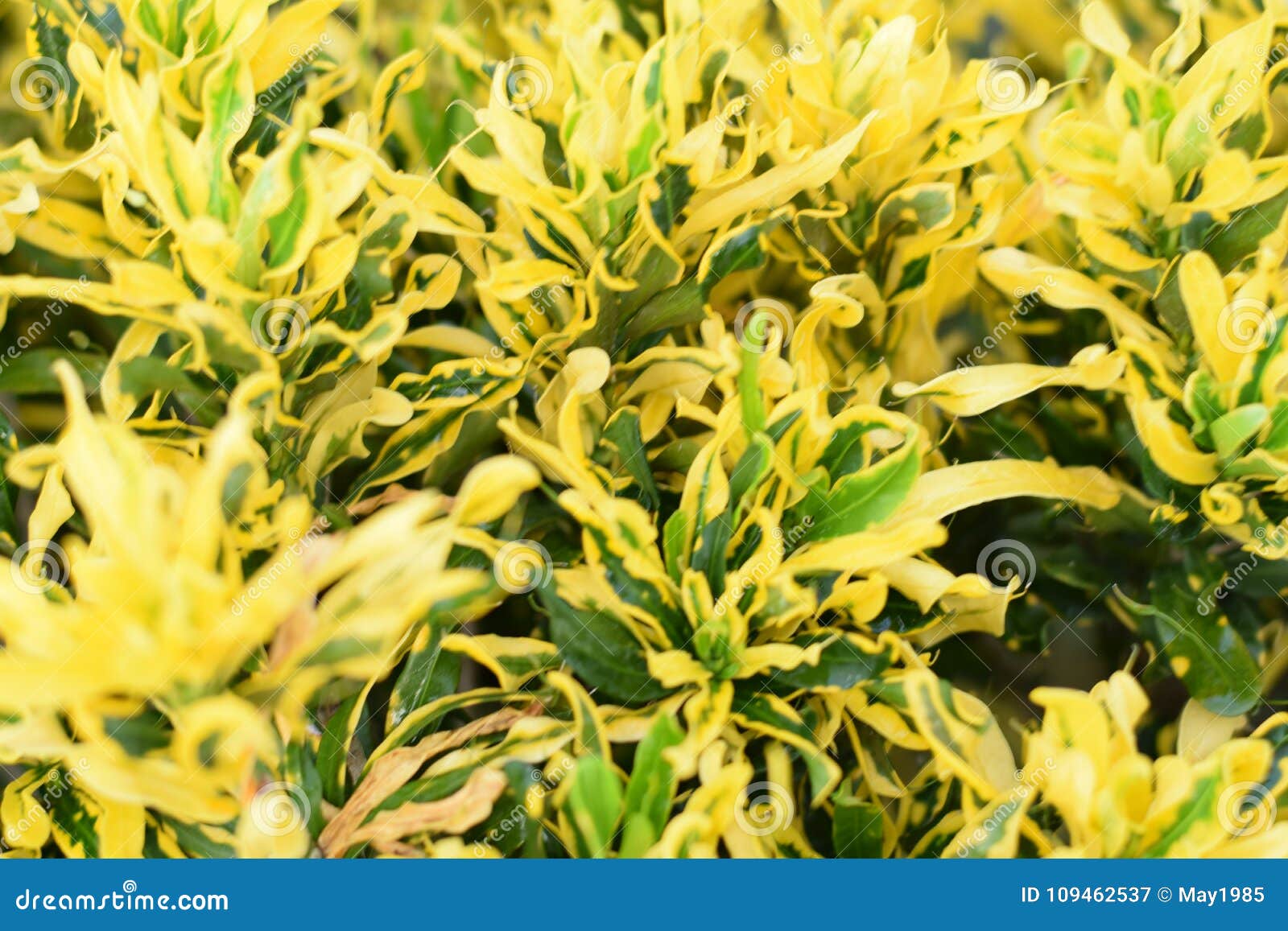 Leave of Green and Yellow Croton Nature Background Stock Image - Image ...